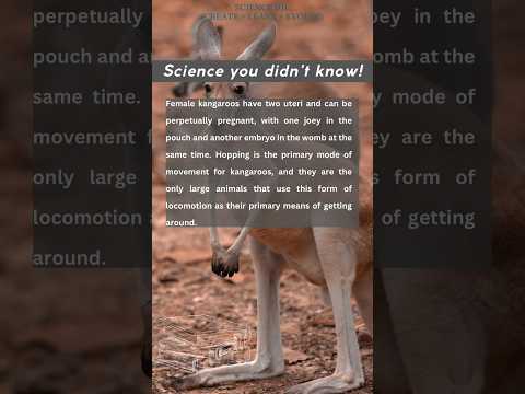 Kangaroos simplified