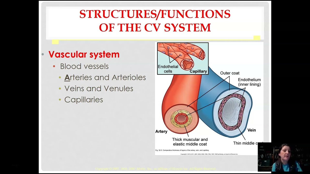 Ch 35 Assessment of the Cardiovascular System