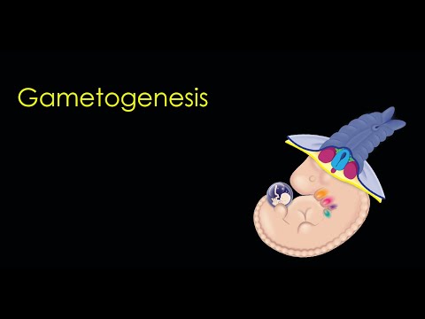 Gametogenesis