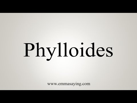 How To Say Phylloides