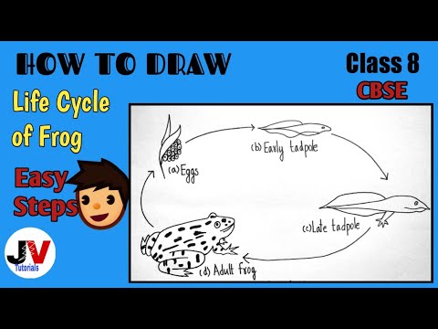 Diagram of life cycle of frog|how to draw life cycle of frog easily
