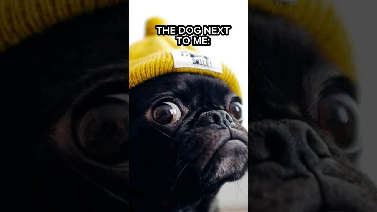 no personal space at all🤣 #dogs #memes #shorts #viral #relatable