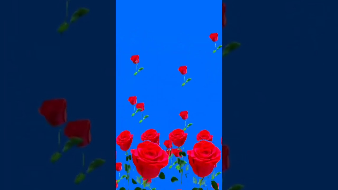 rose flower animation| gif video
