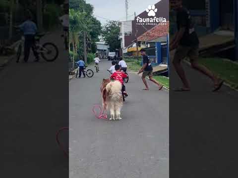 Dikejar Anjing besar ðą