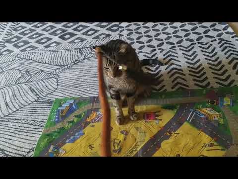 #time of play #cat Pedro #cat #Pedro #catlover #kitten