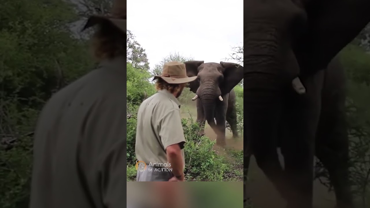 Brave man stops a charging Elephant #animals #wildlife #elephant