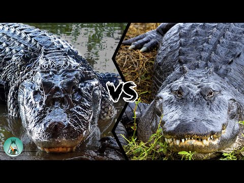 AMERICAN ALLIGATOR VS BLACK CAIMAN - Which is the strongest?