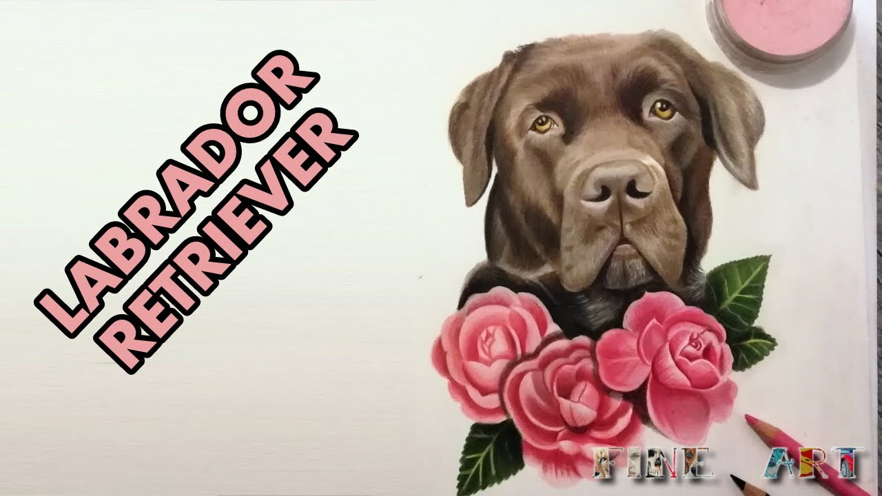 Drawing Labrador Retriever Time-Lapse