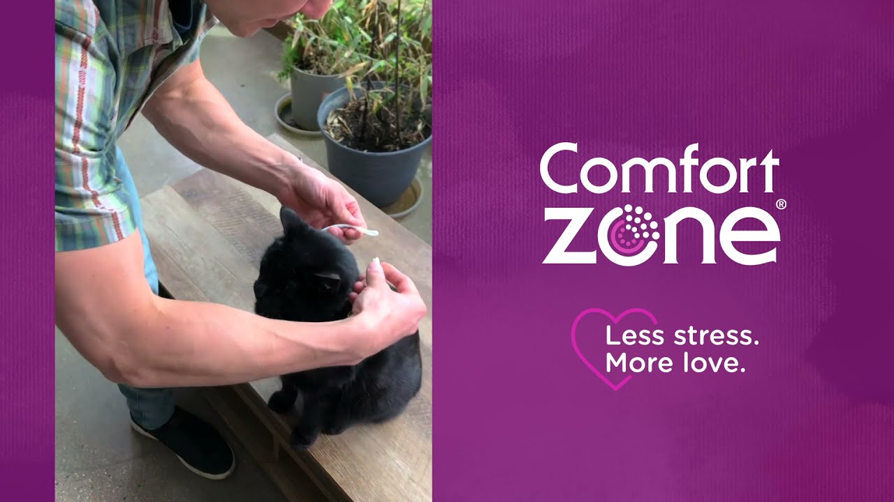Comfort Zone Cat Calming Collar - Simon's Point of View