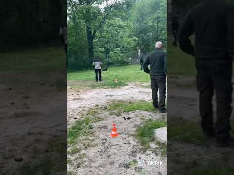 Verhaltenstest Wesenstest listenhund