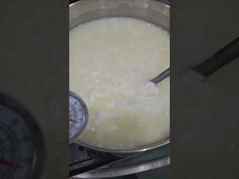 Making Feta from our goat milk! This is Howie Dewwit! #feta #goatmilk #howiedewwit