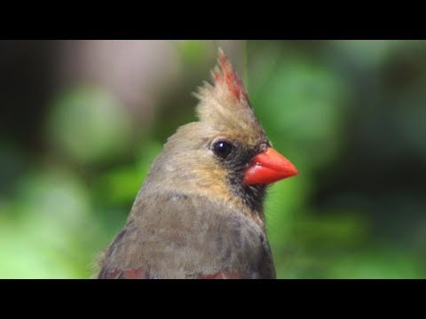 Female cardinal call / song / sounds
