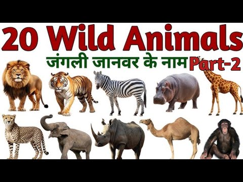 Animals Name | Wild Animals Name in Hindi & English with Pictures | Names of wild animals | Animals