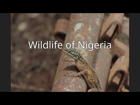 Wildlife of Nigeria