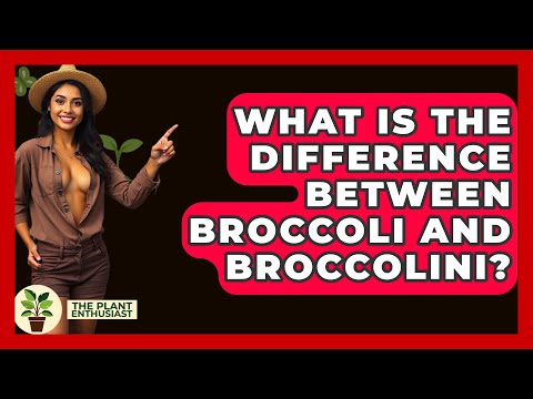 What Is The Difference Between Broccoli And Broccolini? - The Plant Enthusiast