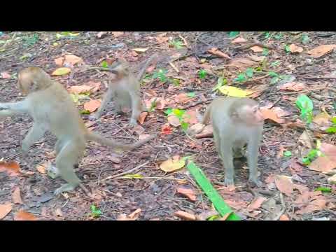 Unlucky for cute baby monkey_love cute baby monkey Lucie 😍😍