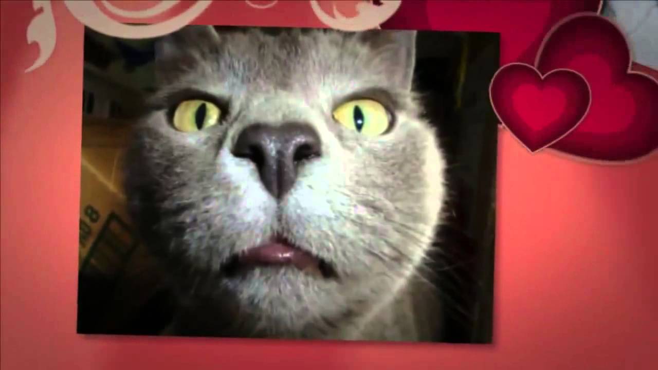 Funny Cat Pics With Quotes
