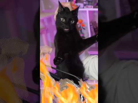 Hang in there #cat #catsofyoutube #cats #catdad #twitch #twitchstream #streamer #twitchclips