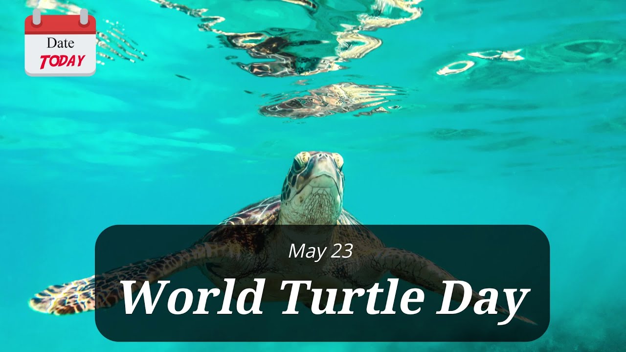 Date Today : 23 May - World Turtle Day 2022 | On this day | Know this day