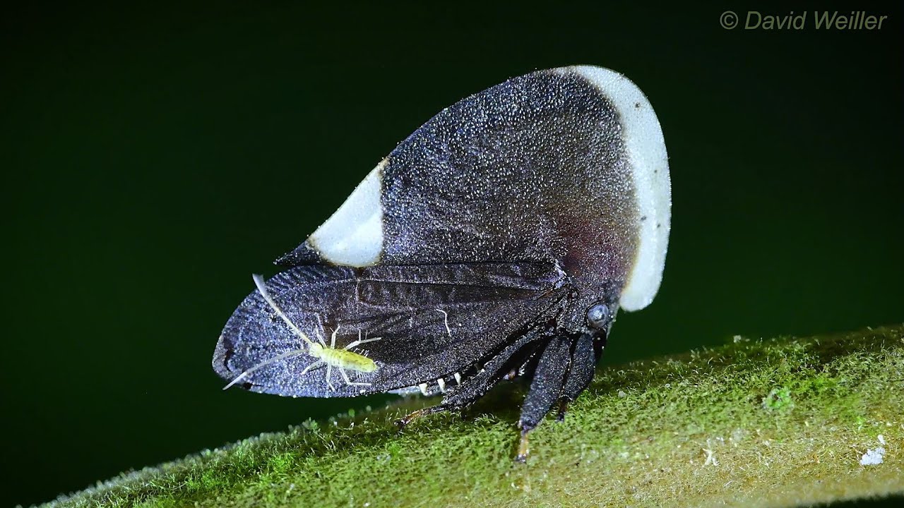 What Is That Springtail Doing On A Treehopper?