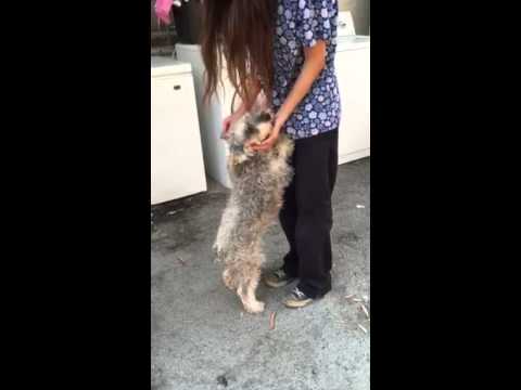 Video of adoptable pet named Kevin