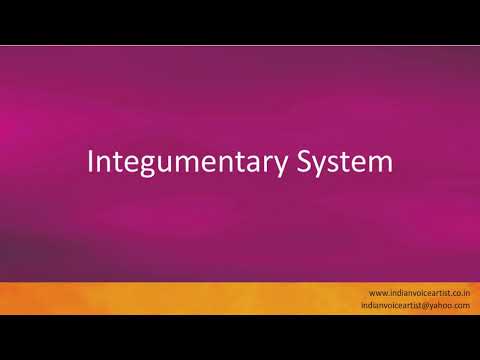 Pronunciation of the word(s) "Integumentary System".