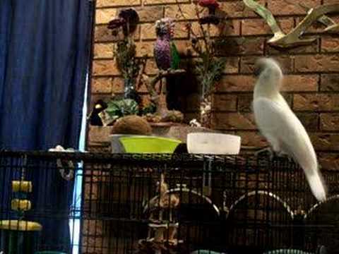 BBC: Some birds have a remarkable talent for dancing, two studies ...