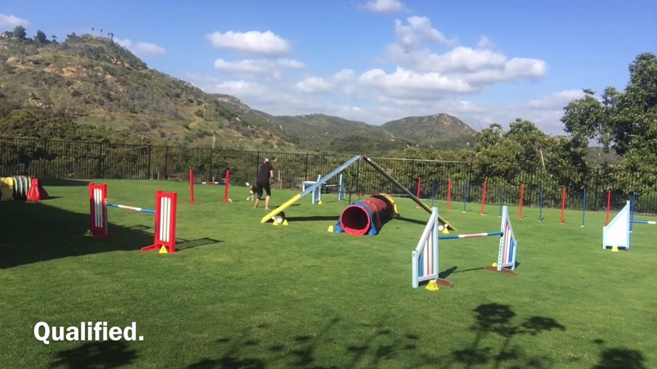 First Ever UK Agility International At Home Trial