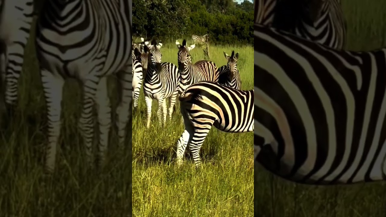The group of Zebra looks so beautiful. #wildlife #animals #zebra