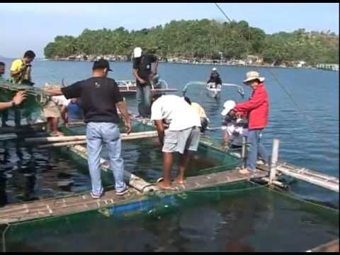 DA-BFAR: Livelihood Interventions for ARMM in Connection with the Fish for Peace Program Part 2