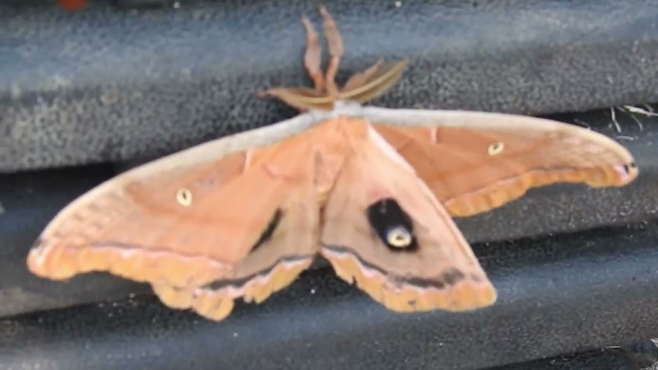 Capital Naturalist: Polyphemus Moth