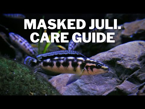 How to Care for Masked Juli Cichlids - Care and Breeding Guide Julidichromis Transcriptus