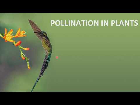 Pollination in Flowering Plants