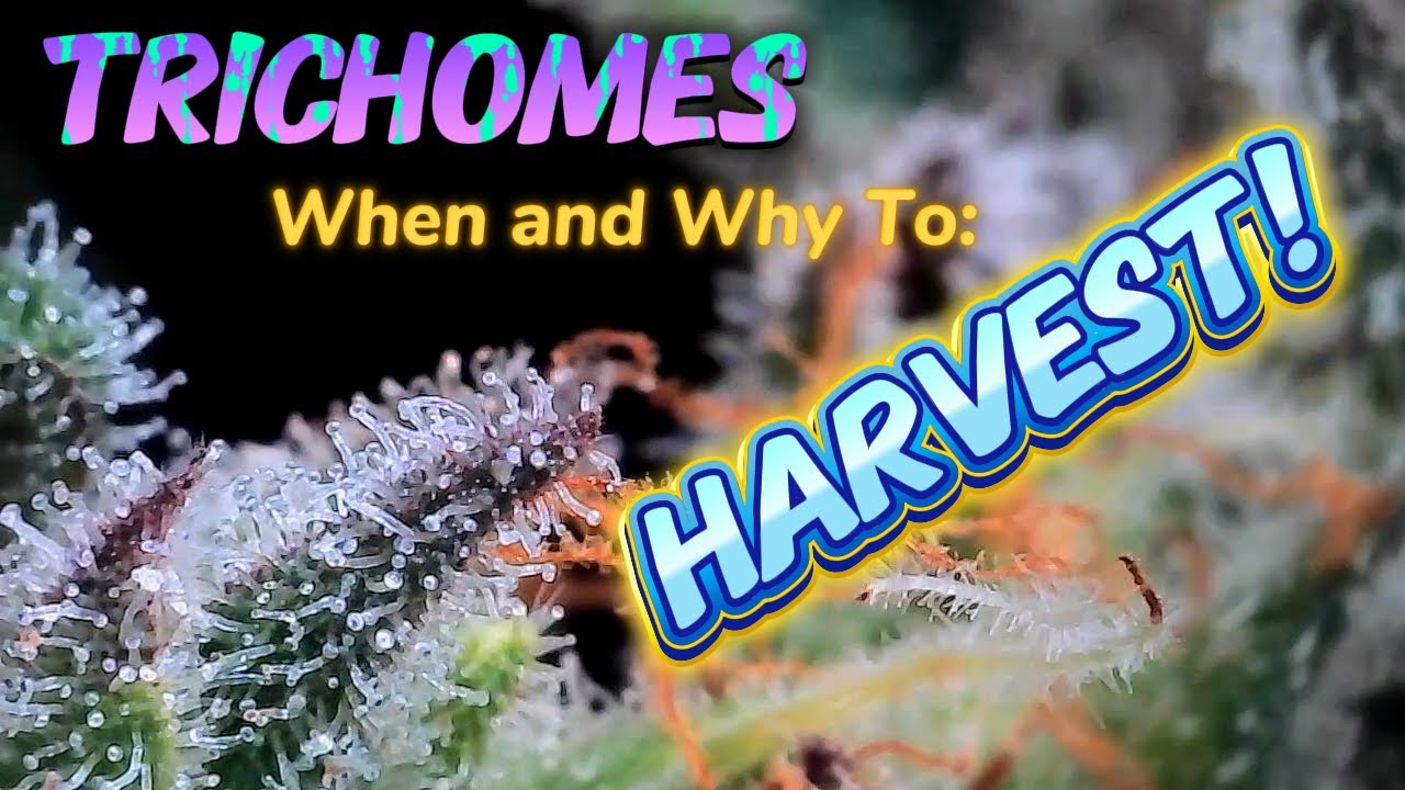 Trichome Guide 2025: When and Why to Harvest Your Cannabis Plants 🌿