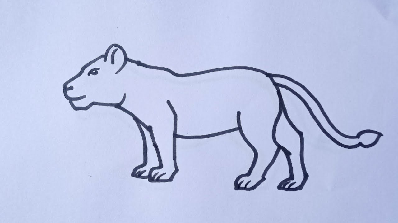 How to draw a (female) Lion drawing // easy step by step