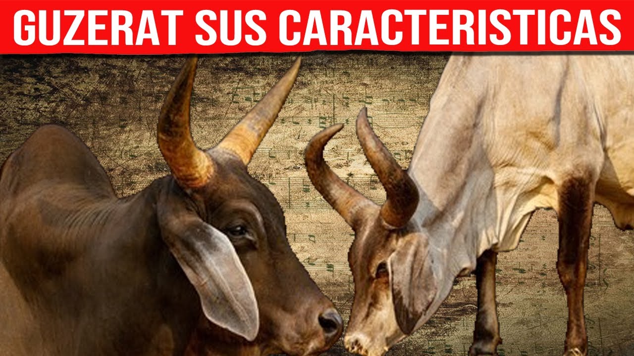 🔴GUZERAT Lechero Características De La Raza, Vacas Lecheras y Cárnicas.✅