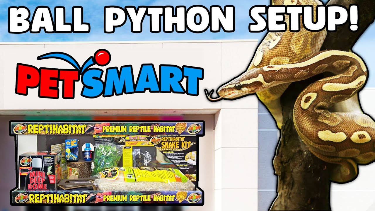 Ball Python Setup Guide for Beginners