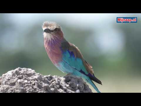 What does a ornithologist do?