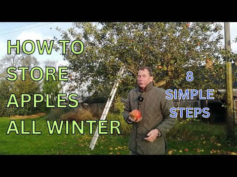 How to STORE APPLES over Winter and Fruit Storage