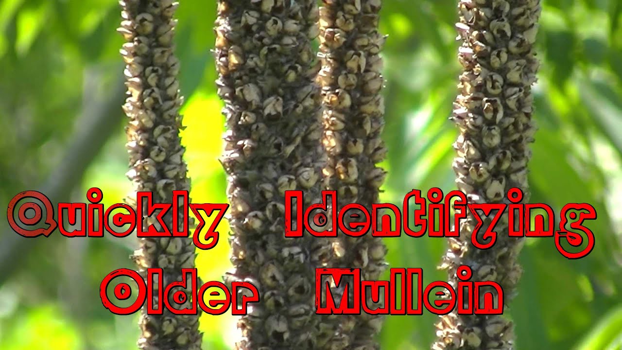 Older Mullein  - Identifying it