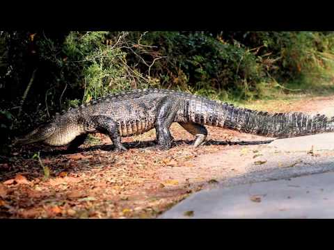 Morning Alligators | Phil Lanoue Photography