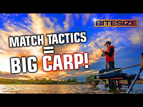 Catching CRAZY BIG CARP on Match Fishing Tackle | Guru Bitesize #040