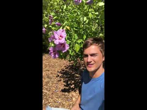 Rose of Sharon - History and Use in the Garden