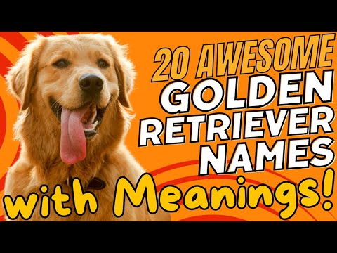 20 Awesome Golden Retriever Names with Meanings 🐾🌟