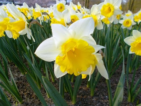 Jonquil - rush daffodil - żonkil - Narcissus jonquilla