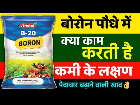 बोरोन पौधे में क्या काम करती है | कमी के लक्षण | बोरोन के फायदे | Boron Fertilizer पैदावार डबल
