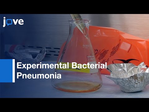 Experimental Bacterial Pneumonia Induction and Phenotyping | Protocol Preview