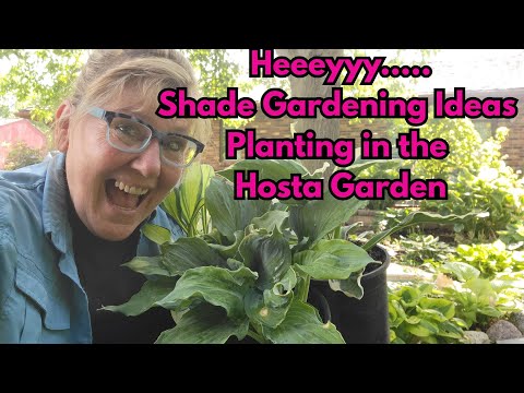 Shade Gardening - Planting under a Maple