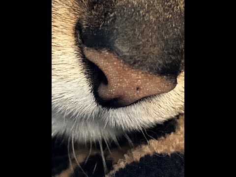 Veterinarian Talks About Oral Tumors in Dogs and Cats