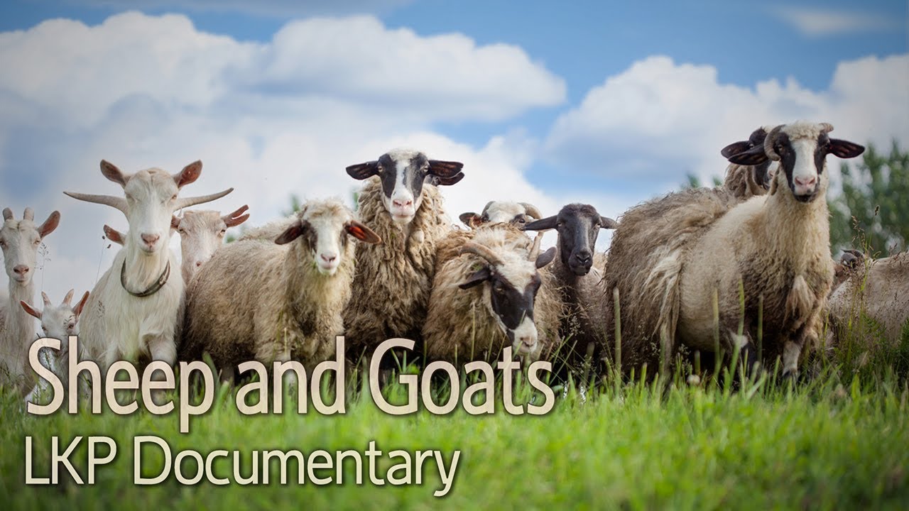 The 8 Best Documentaries About Sheep - Documentarytube.com